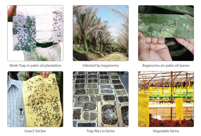 Insect Sticker / Sticky Insect Trap – CHEMIBOND | Malaysia Adhesive ...